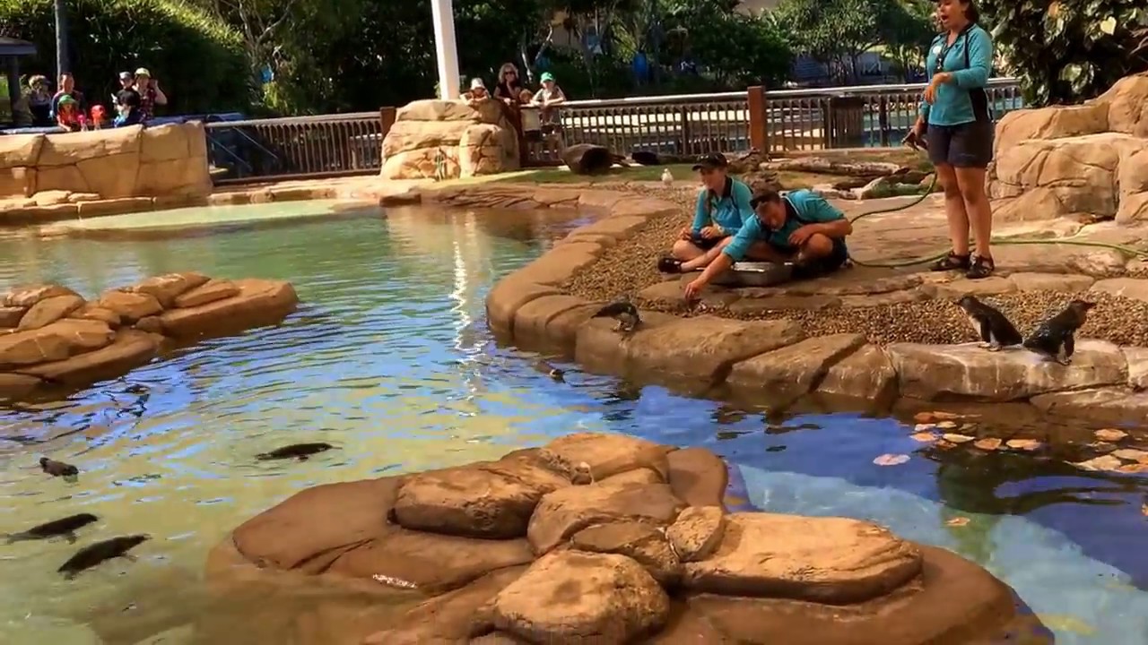 Little Penguin Encounter - Sea World - YouTube