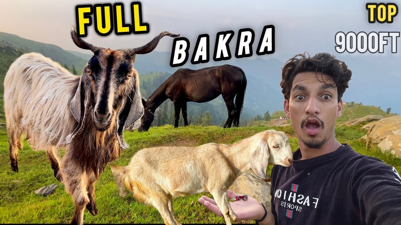 FULL BAKRA Making in Mountains ⛰️ Tolipeer 🏕️Solo Camping in Heavy ...