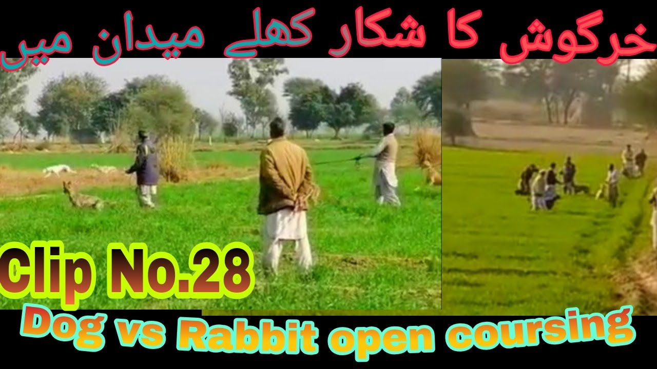 Saluki dog vs rabbit race 2021 | Hare coursing | greyhound - YouTube