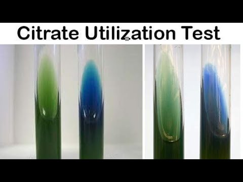 Citrate Utilization A Biochemical Test in Gram Negative ...