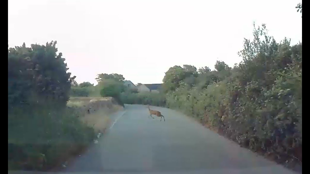 Dear jumping in and out of the road 19 06 2023 Cornwall, back roads ...