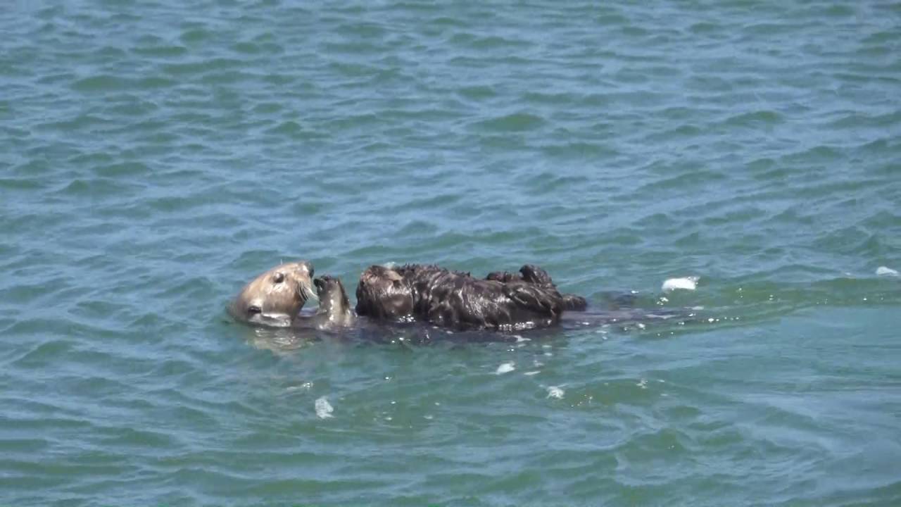 Mom shows off incredibly cute baby Sea Otter - YouTube