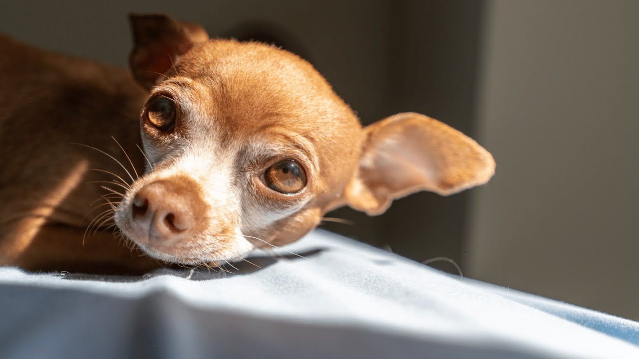 Dog Dad Comforts His Sad Chihuahua - YouTube