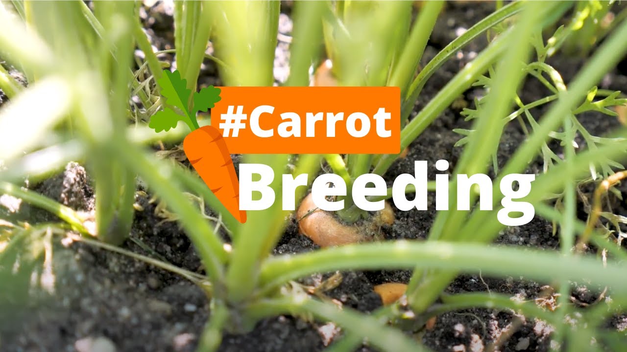 Seminis - the story behind Carrot Breeding - YouTube