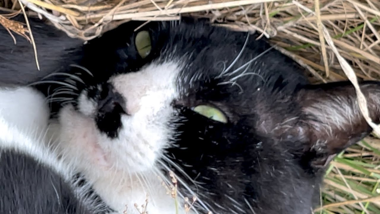 🐱 2022年8月30日 wild cat 2/2 - YouTube