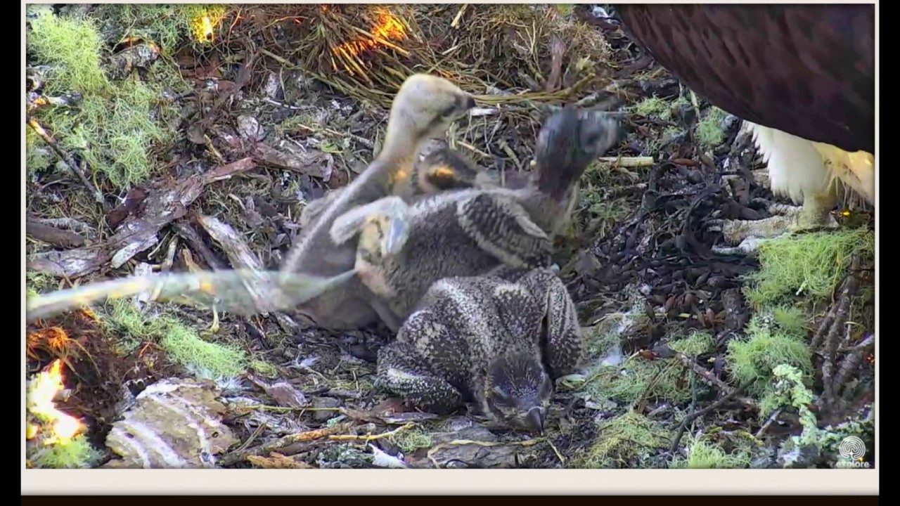 100 Hog Island Poop Shots! - YouTube