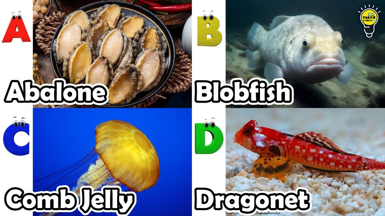 Learn Ocean Animal Names | ABC Sea Animals song | Most Popular Sea ...