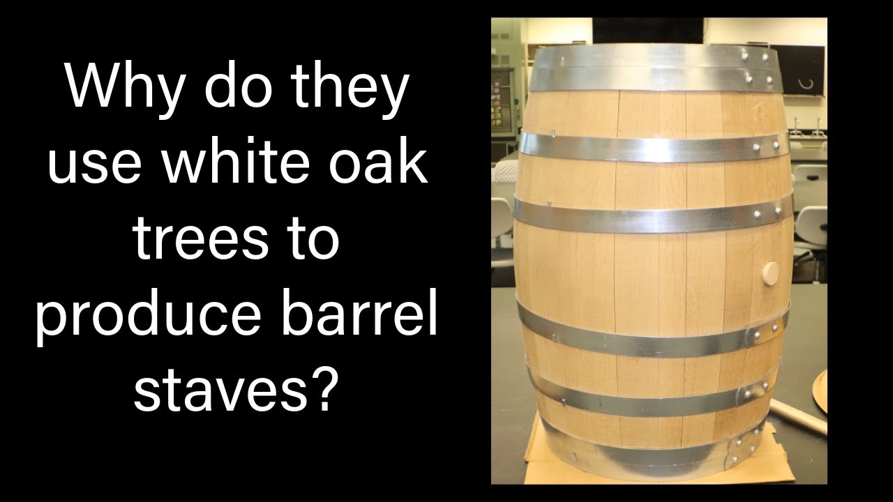 Why do they use white oak trees for barrel staves? - YouTube
