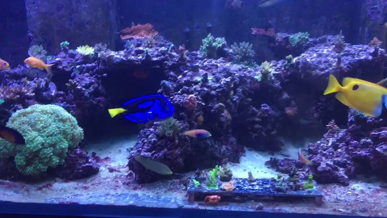 Fish swimming in the Reef Tank - YouTube