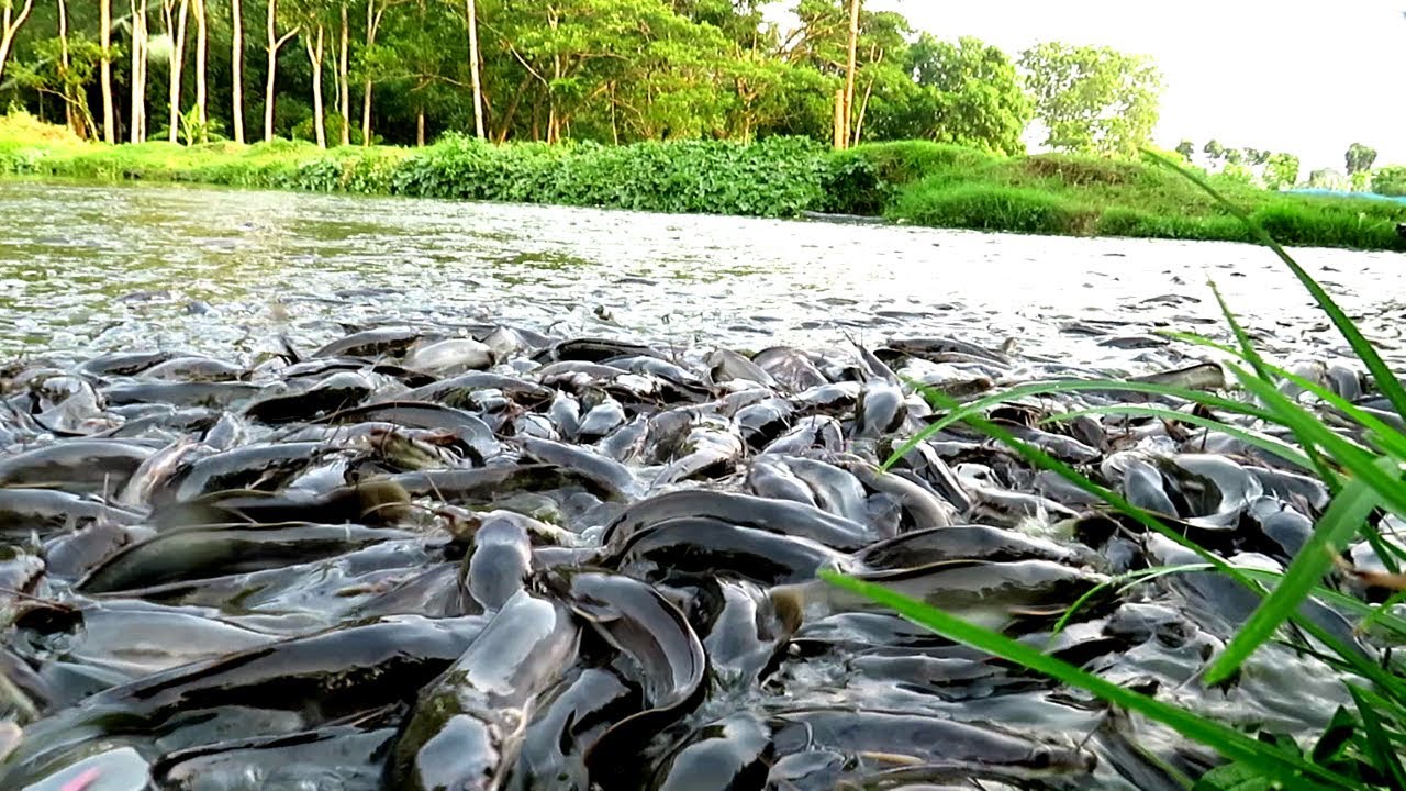Amazing Million Deshi Hybrid Magur Fish Farming Business in the Pond at ...