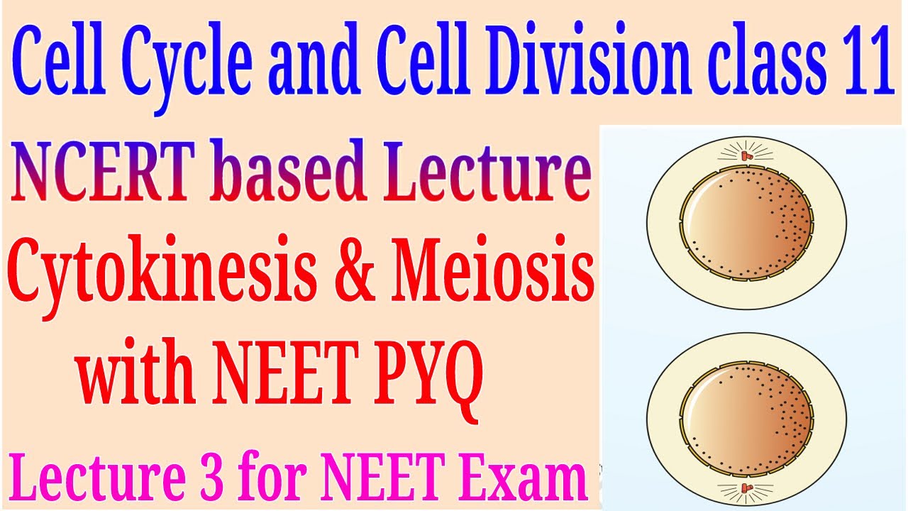 Cell Cycle And Cell Division Class 11 Ncert Cytokinesis Part 3 YouTube cell-cycle-and-cell-division-class-11-ncert-cytokinesis-part-3-youtube