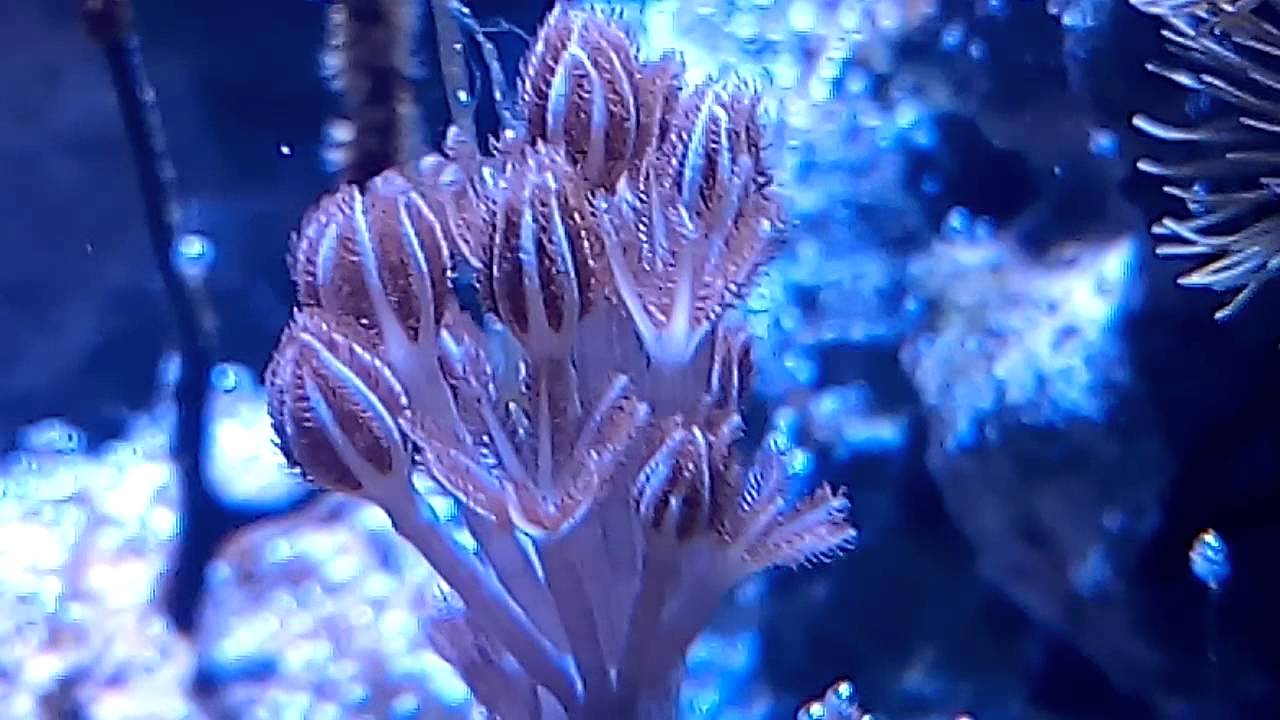 Coral xenia "hd macro" Octocorallia - YouTube