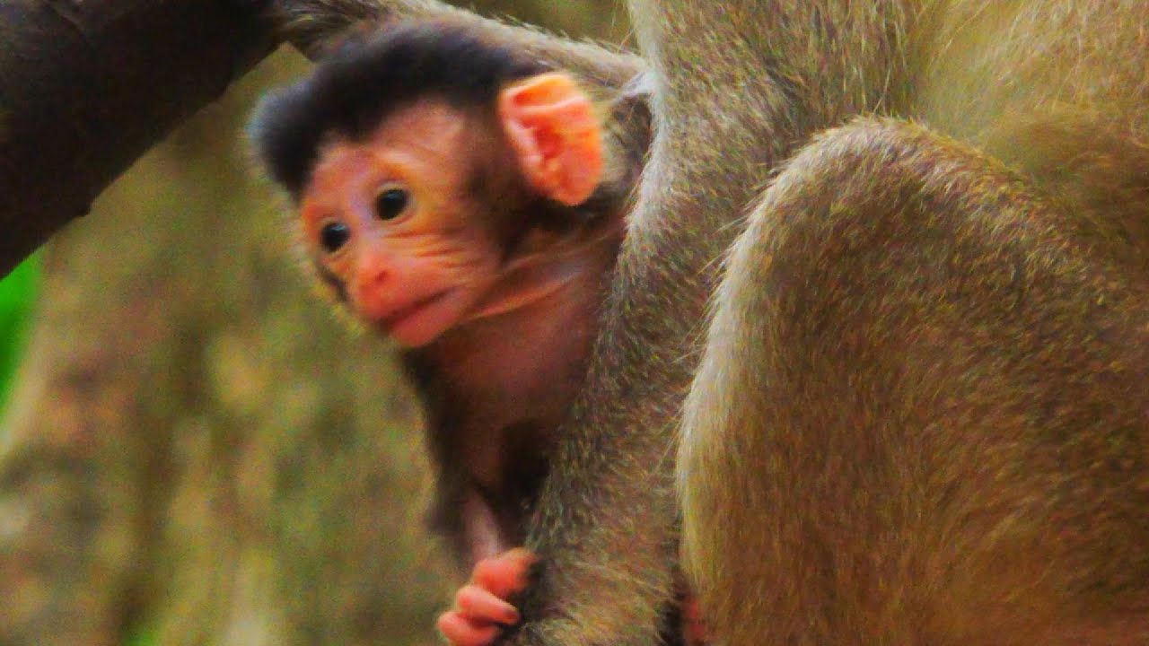 Really cute little baby monkey being with her mom and friends ...