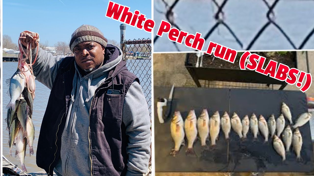 Pulling in White perch slabs ! MONSTERS - YouTube