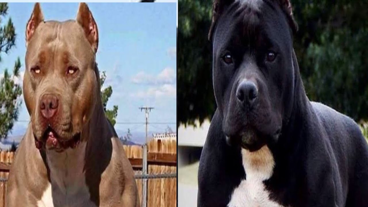 😱😨!!LOS PERROS MAS PELIGROSOS QUE EXISTEN EN EL MUNDO 🌎 - YouTube