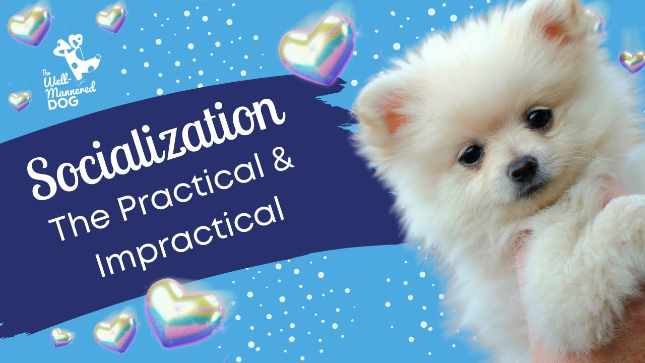 Socialization - The Practical and Impractical - YouTube