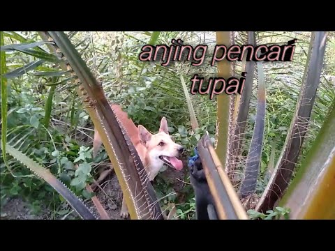 Berburu tupai di kebun sawit kecil - YouTube