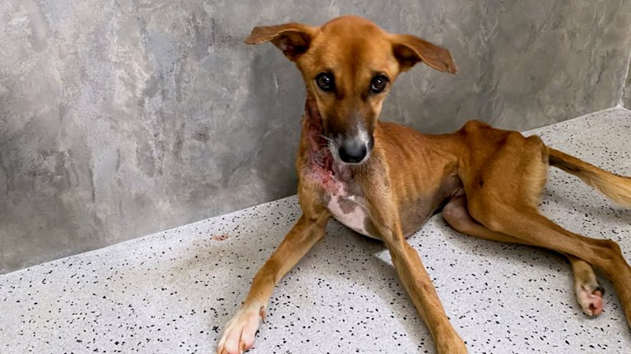 From Chains to Freedom and Happiness, Rescue Dog's Journey! | The Koala ...