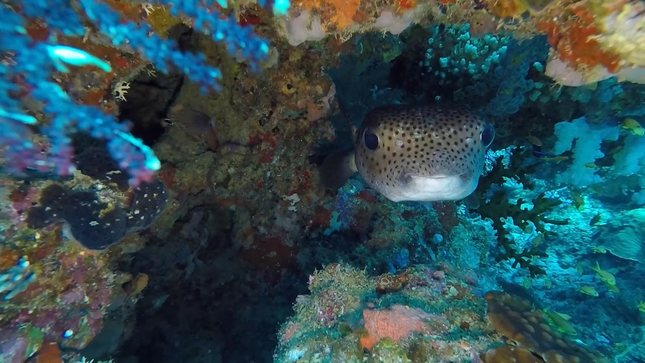 Fiji Puffer - YouTube