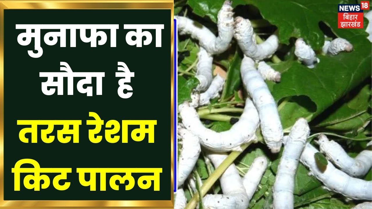 Taras Resham Kit पालन है रोजगार अच्छा जरिया, जानिए कैसे कमाएं अच्छा ...