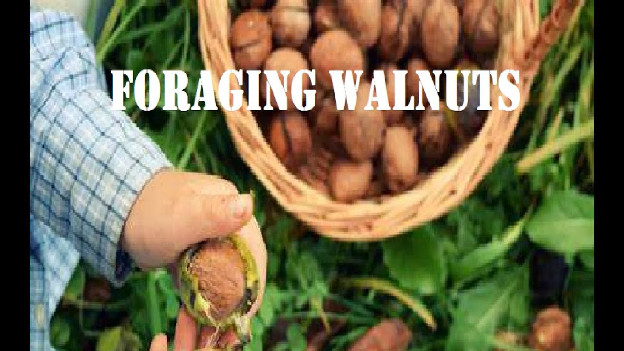 Foraging Walnuts - YouTube