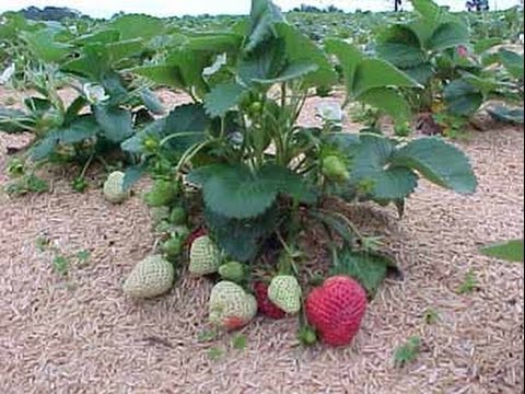Compra de mudas de morango - YouTube