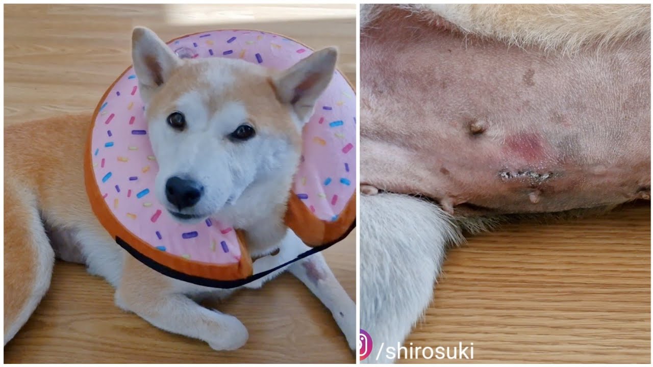 The Day after the Operation - Update 1 - YouTube