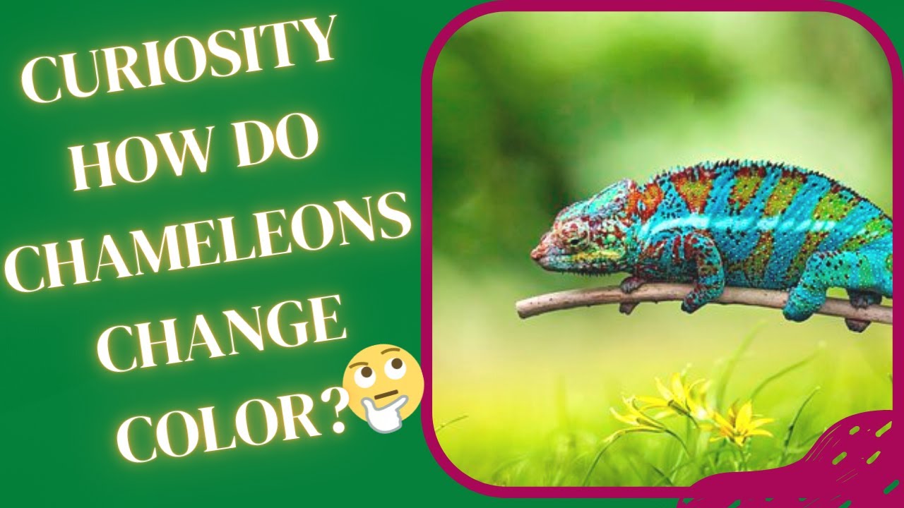 CURIOSITY HOW DO CHAMELEONS CHANGE COLOR- Curious Head - YouTube