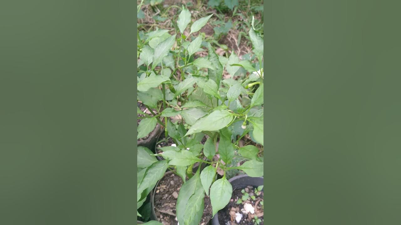 Mag harvest Tayo ng sili Dami bunga sipag at tyaga sa pgtatanim - YouTube