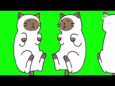 Spinning cat in green screen