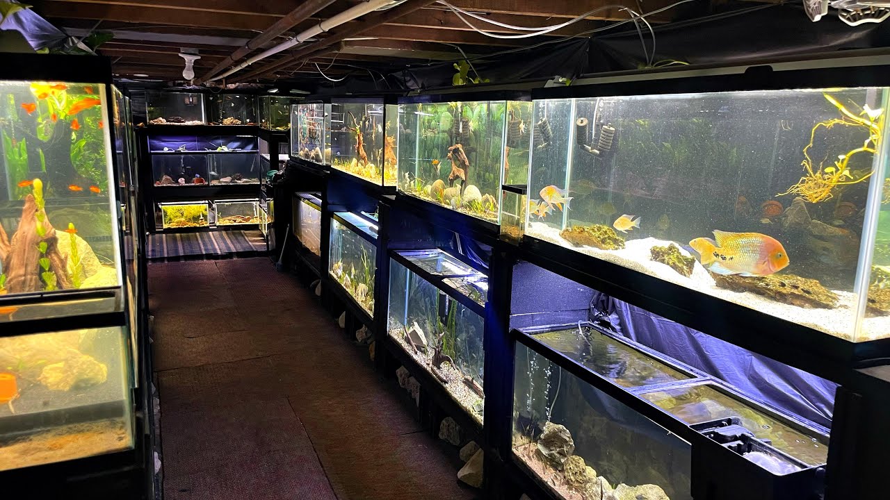 FISH ROOM TOUR | 40 AQUARIUMS IN THIS BASEMENT FISH ROOM! - YouTube
