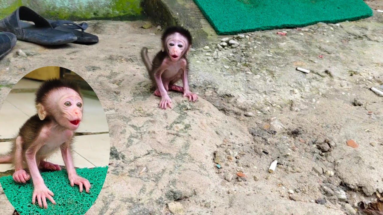 Amazing, 😍🥰😘melodious voice of baby monkey Mickey calling and looking ...