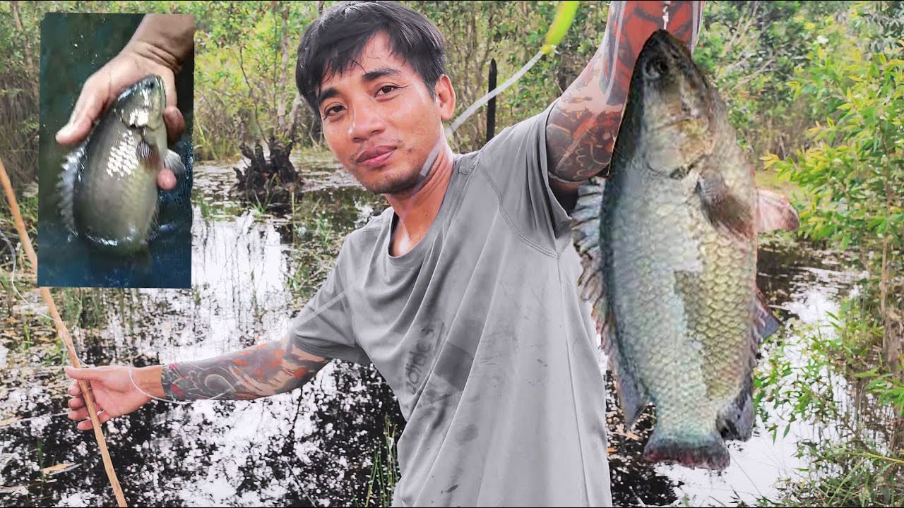 Fishing And Catching Climbing Perch Fish |ស្ទូចត្រីក្រាញ់និងកំពឹស ...