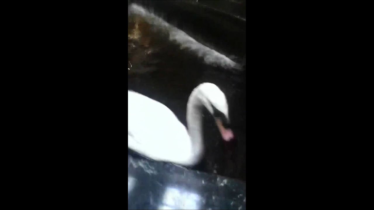Real swans in AUSTIN!!!!!!!:) - YouTube