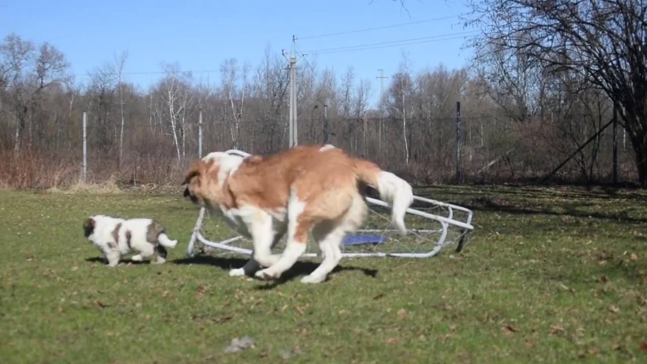 Puppies meet older "sybling" - YouTube