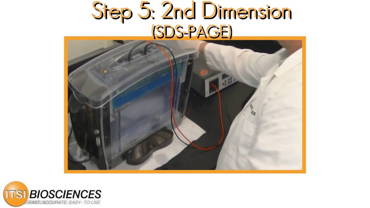 ITSI Biosciences 2D DIGE Steps - YouTube