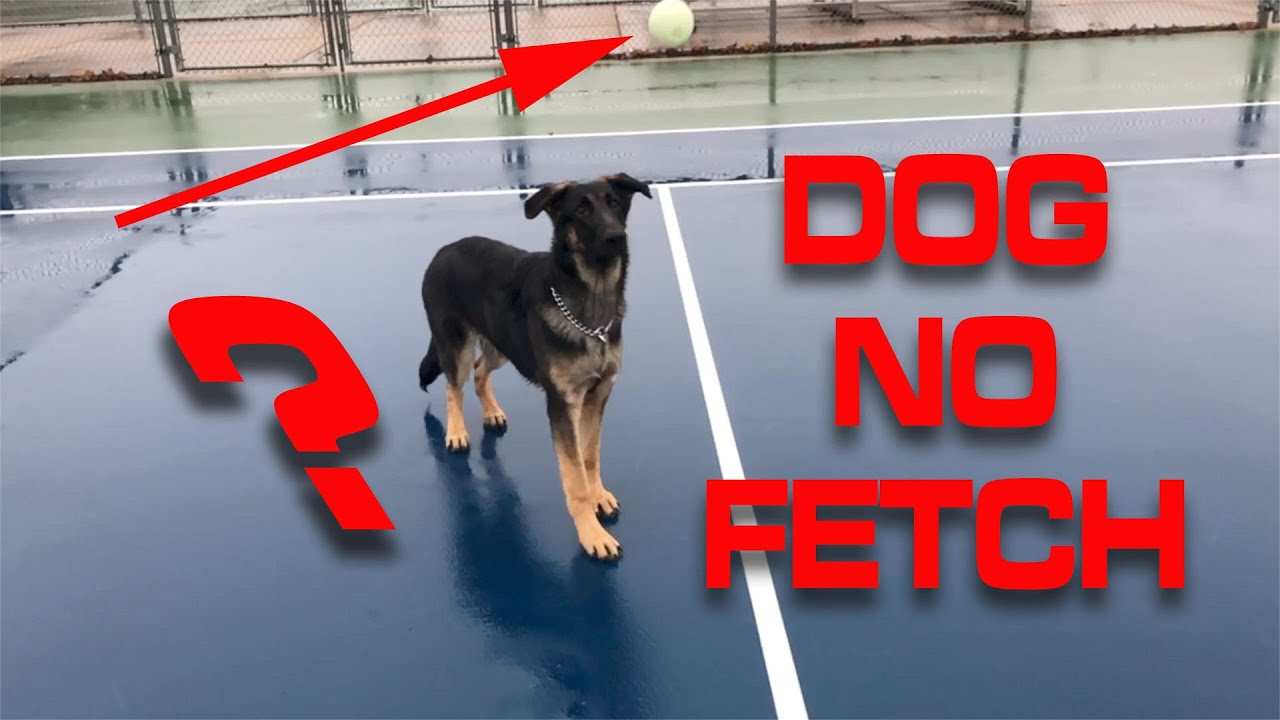 doggy no fetch - YouTube