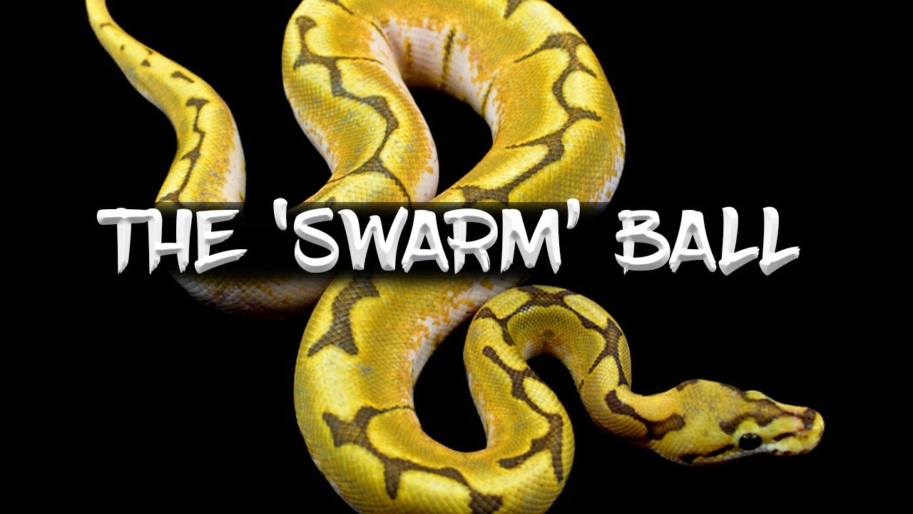 The 'Swarm' Ball Python (and Other Bees!) - YouTube