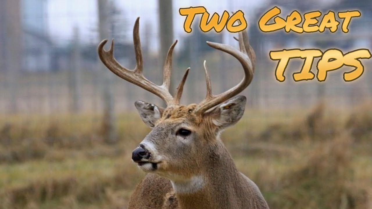 A Couple SUPER Tricks For Whitetail Deer - YouTube