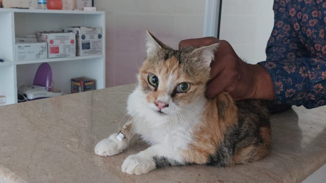 Let's Save Welfare- Animal Rescue Pakistan Live Stream - YouTube