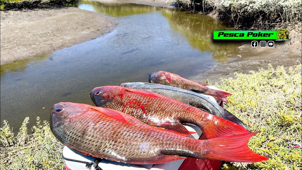 PESCA de ENORMES PARGOS en MANGLARES DE BCS!! - YouTube