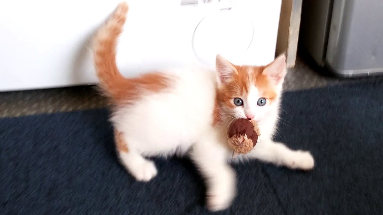 Kitten Is Overly Protective Of Toy - YouTube