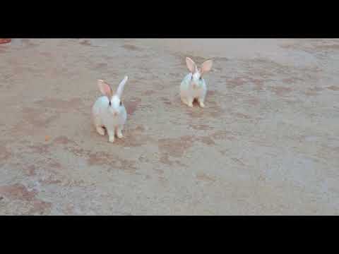 Cute Little Bunny || Adorable Rabbit || Short Video || Rabbit Status || ❤️ #rabbit #bunny #cute