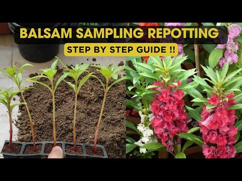 Balsam Flower Sampling Repotting, Soil Mix & Growth Tips !! - YouTube