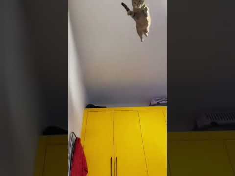 Kedi: Göklerde Kartal Gibiydim #shorts #reels #video #shorttiktok