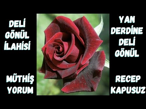 YAN DERDİNE DELİ GÖNÜL - RECEP KAPUSUZ