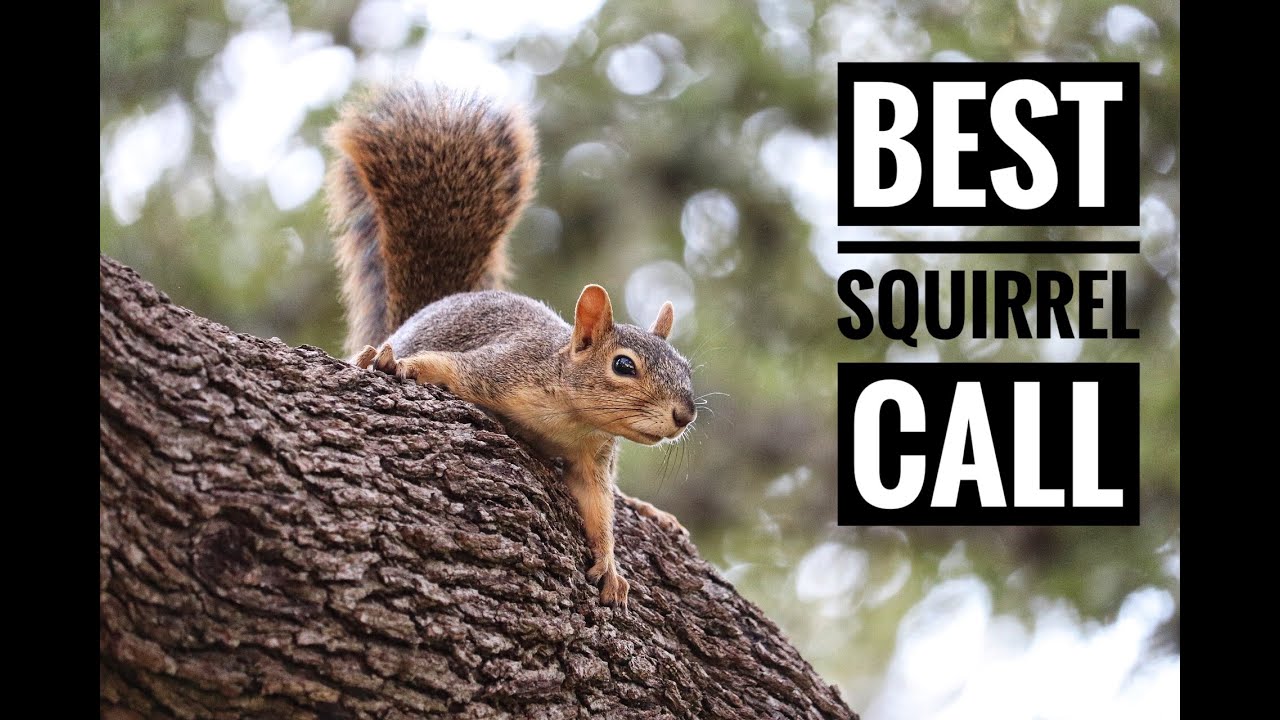 Best Squirrel Call In Action - Play This To Bring Them In Close - YouTube