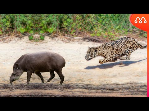 JAGUAR BİR KUYRUKLA TANIŞTIĞINDA