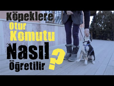 Köpeklere Otur Komutu