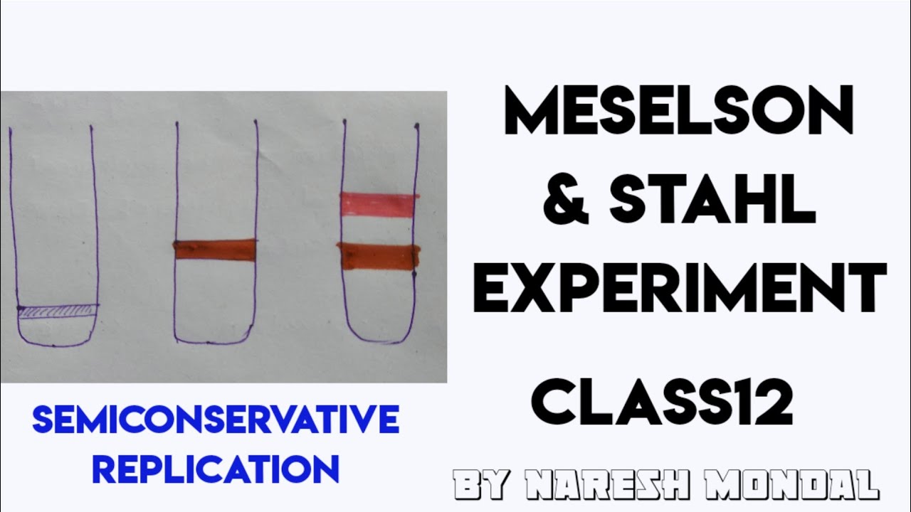 Part3, Meselson and Stahl experiment,semiconservative replication of ...
